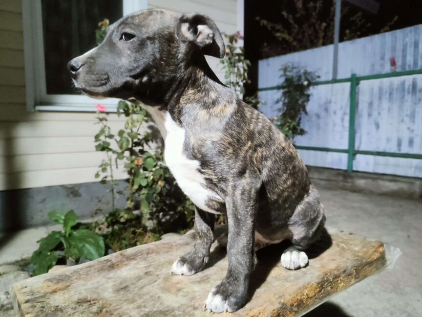 Стафордширский терьер щенок