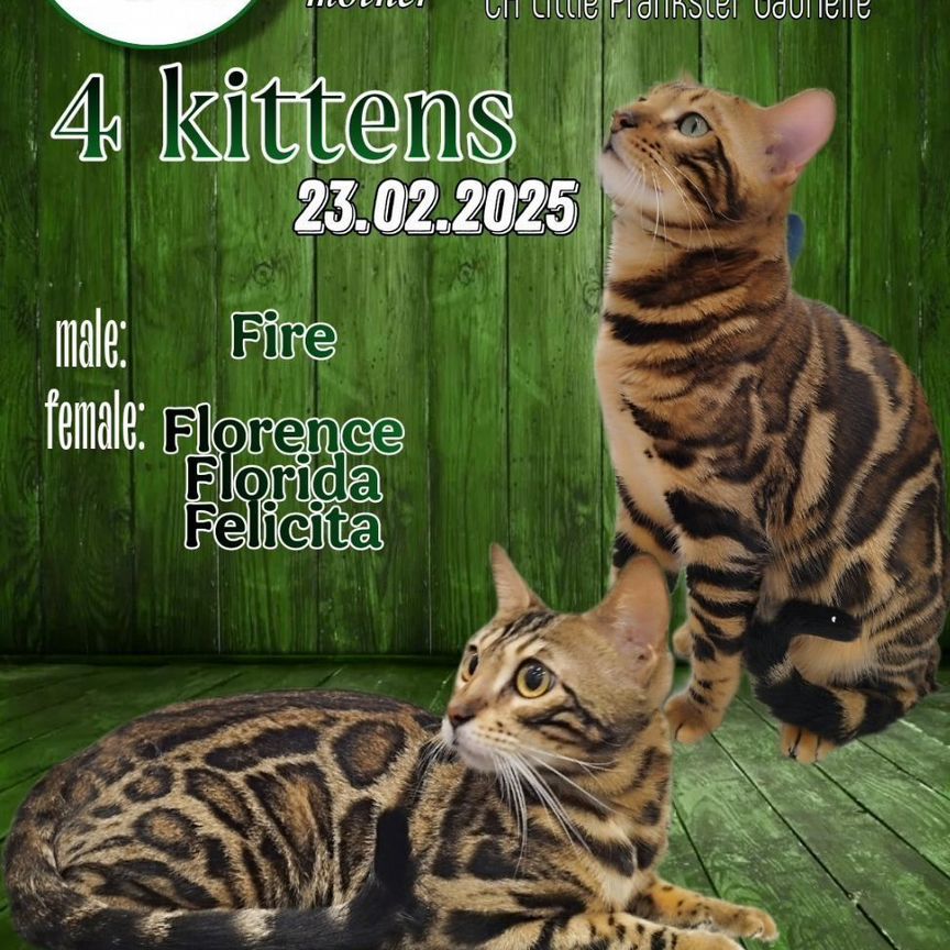 Бенгальские котята