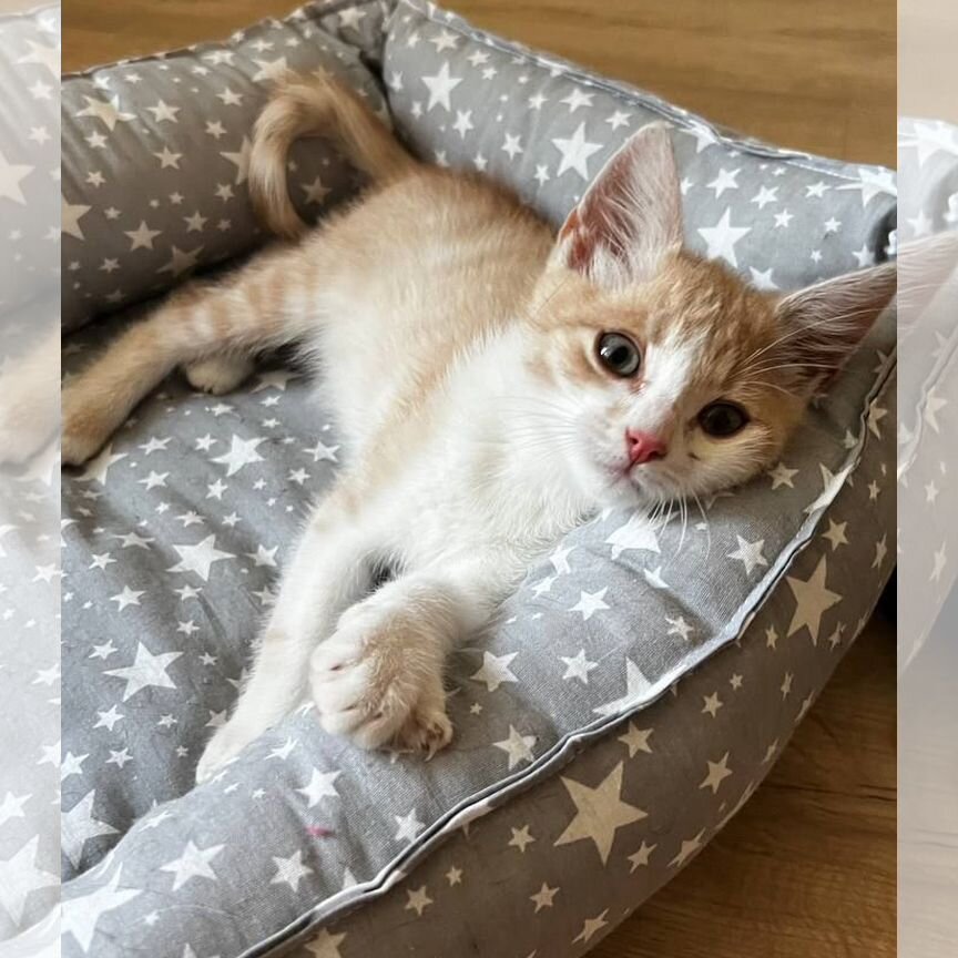 Котенок ищет дом