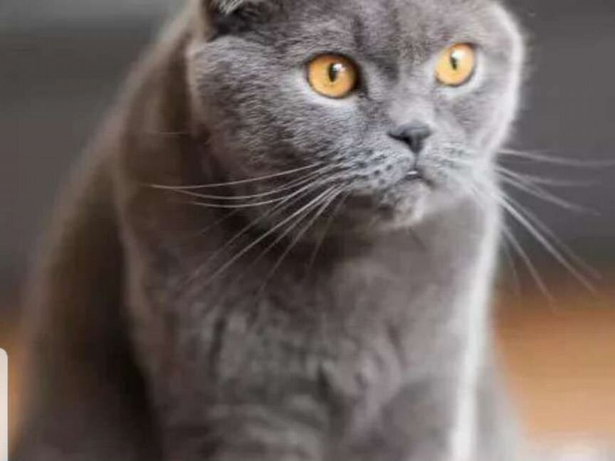 Шотландский кот брошенка