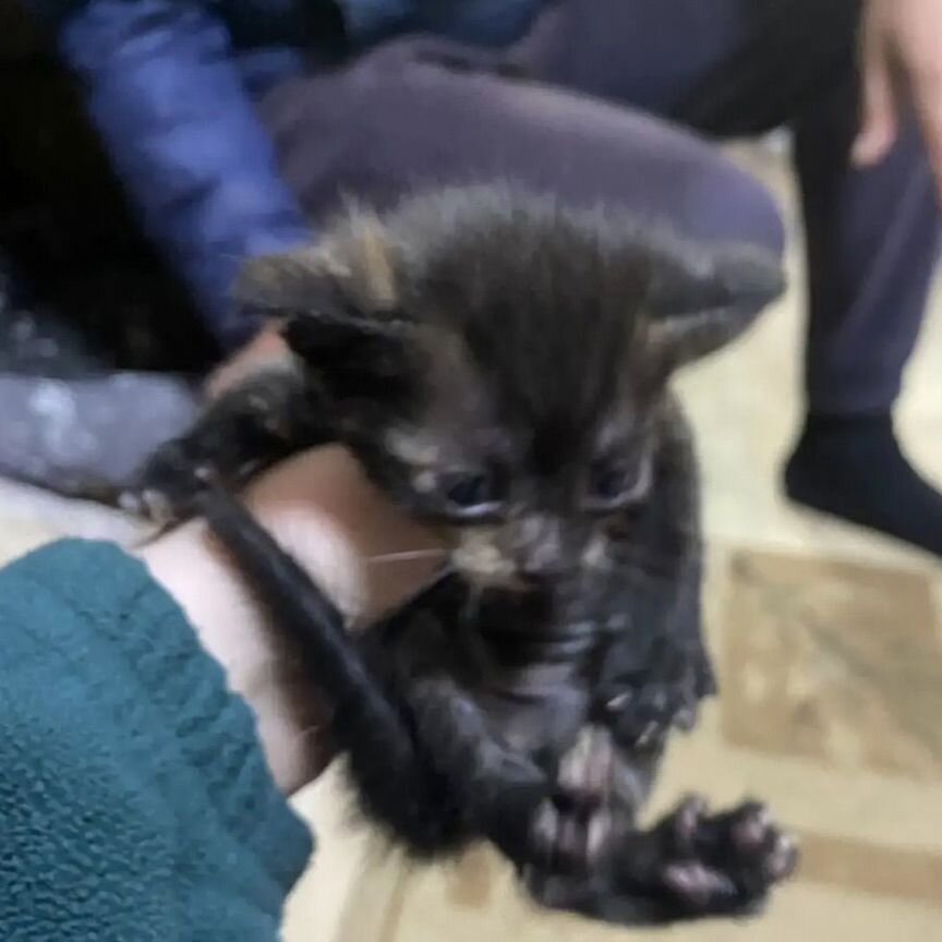 Котёнок в добрые руки