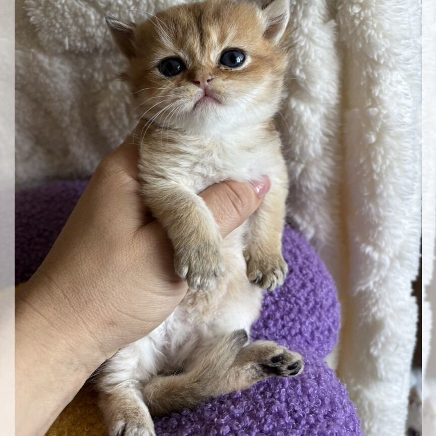 Британские котятки