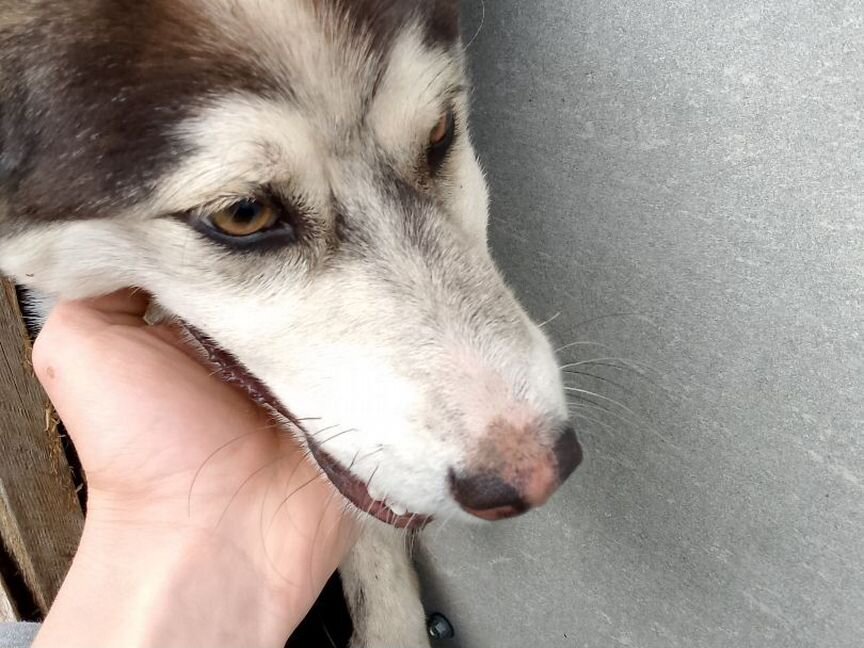 Сибирский хаски