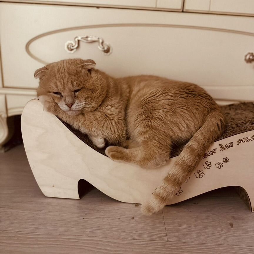 Мотя ищет дом