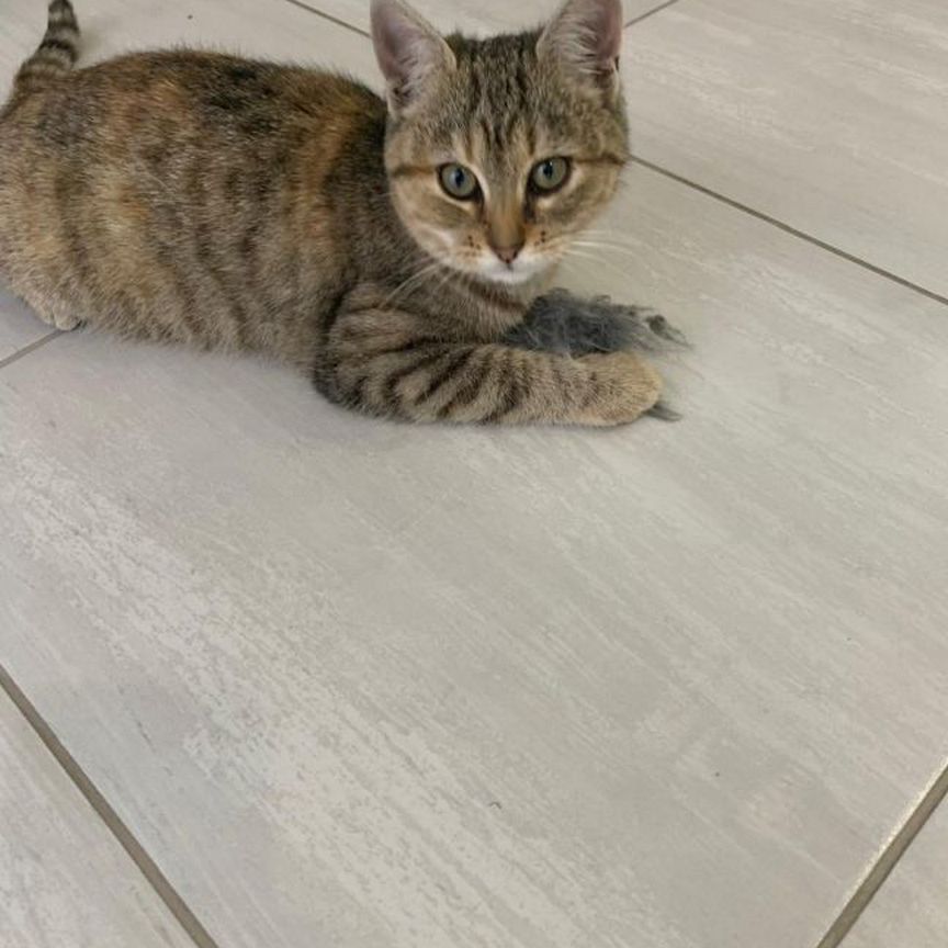 Нашли котёнка