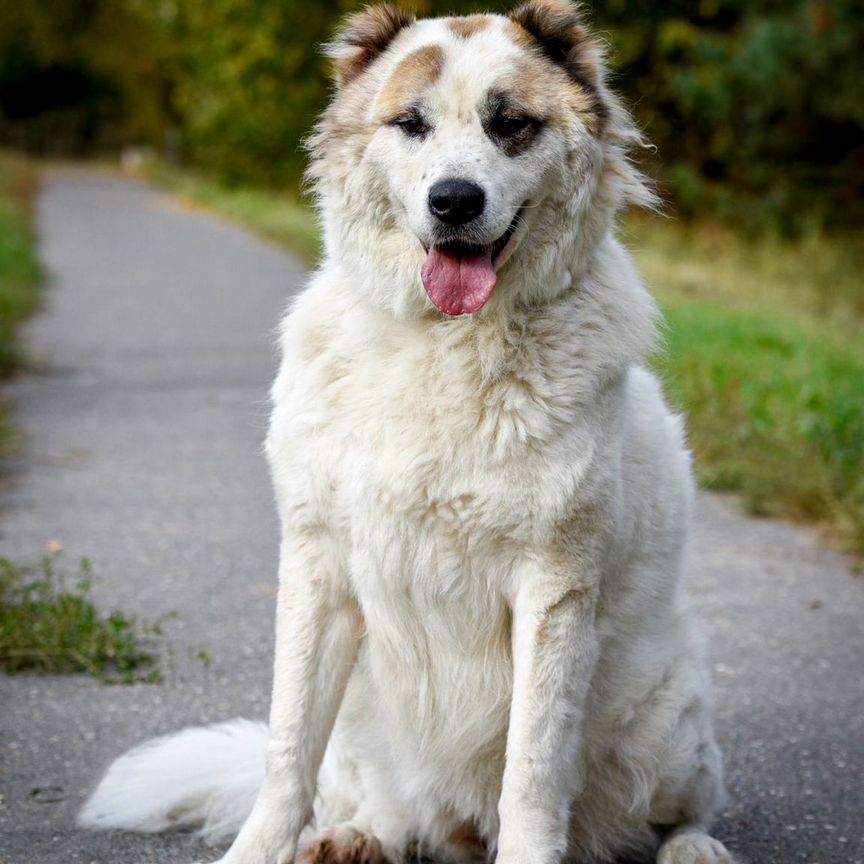 Бывшедомашней собаке плохо в приюте