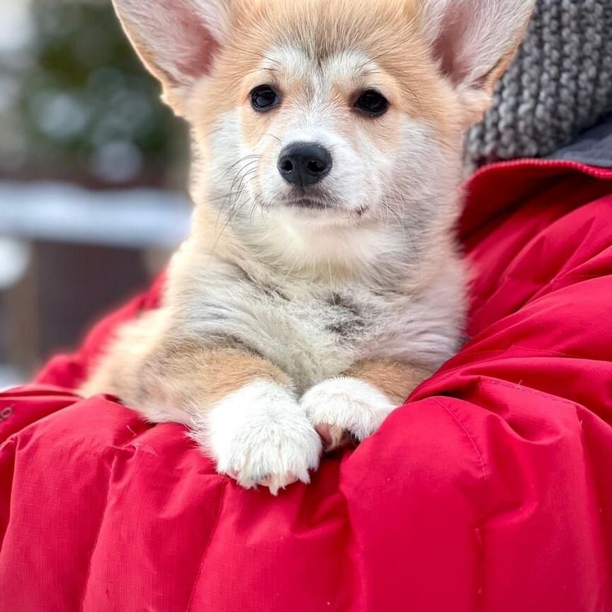 Вельш Корги Пемброк, щенок