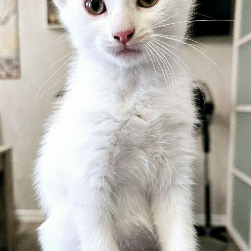 Отдам котяток бесплатно