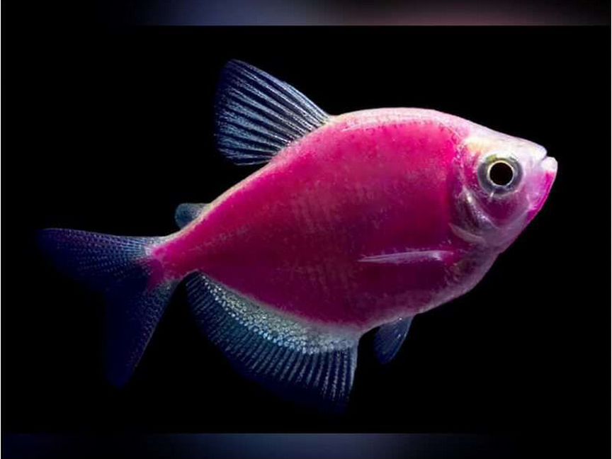 Тернеции глофиш