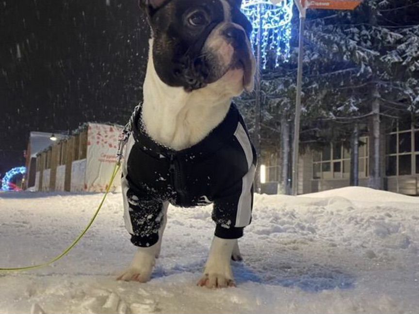 Французский бульдог