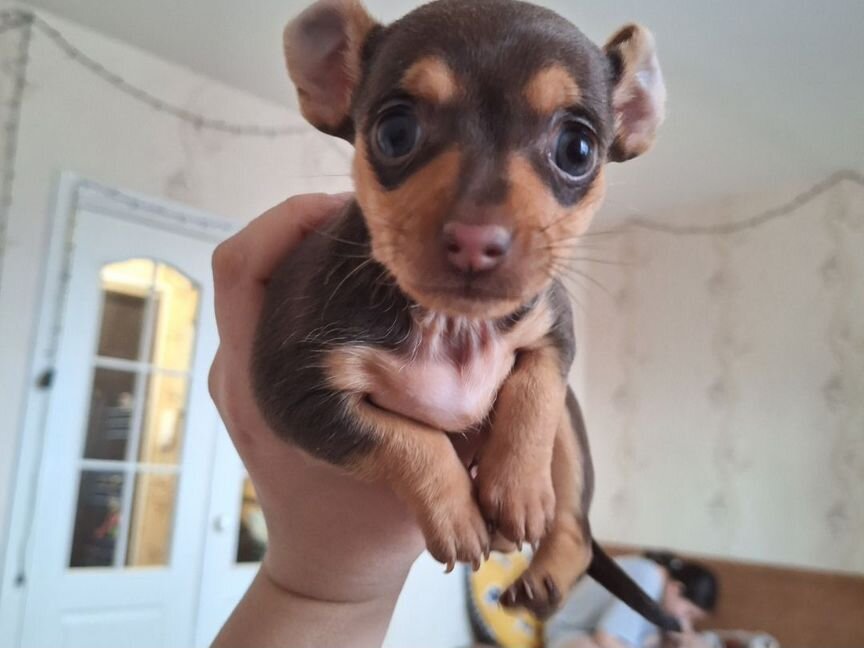 Мини той-терьер