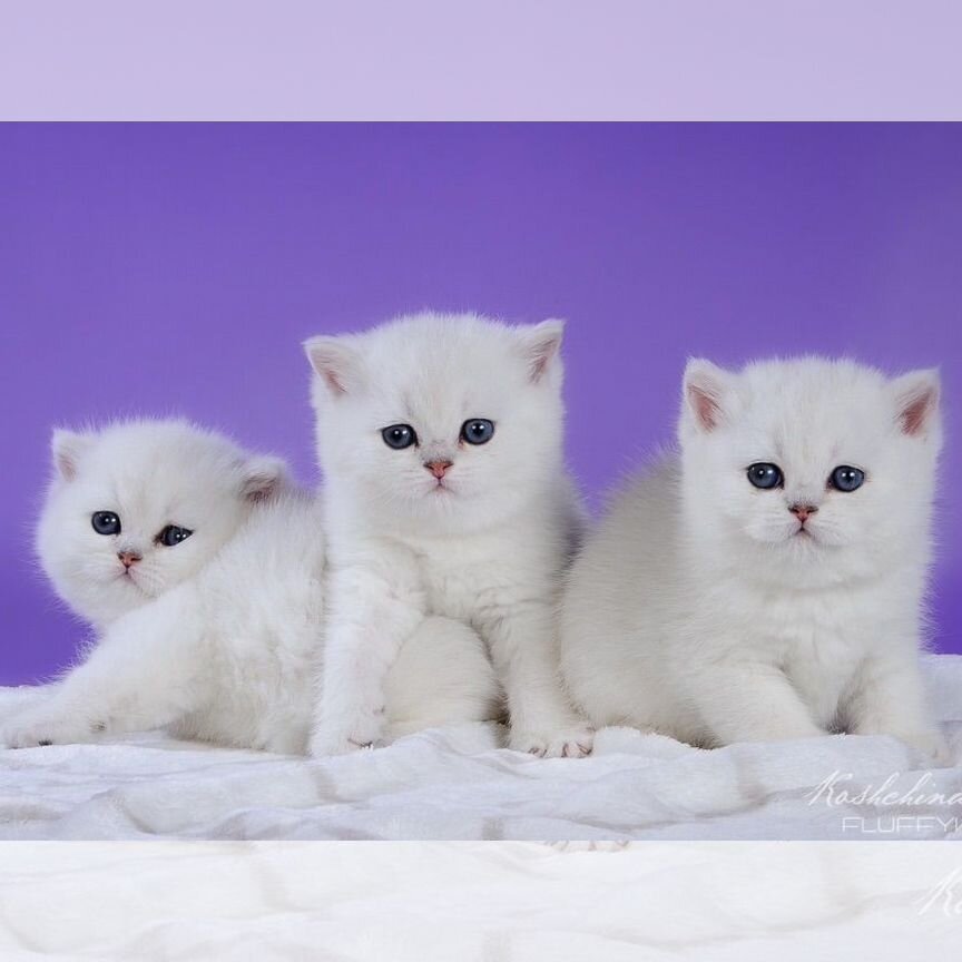 Британский короткошёрстный котёнок