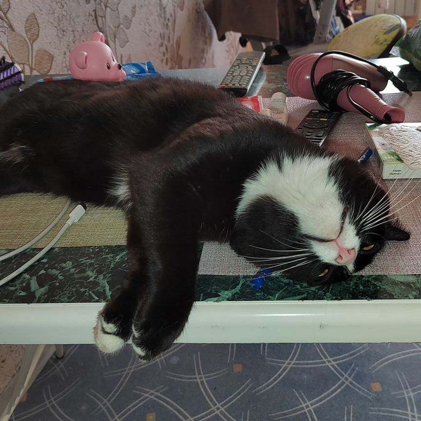 Котик барон 8 месяцев