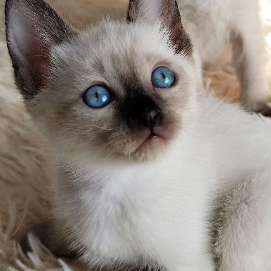 Тайские котята