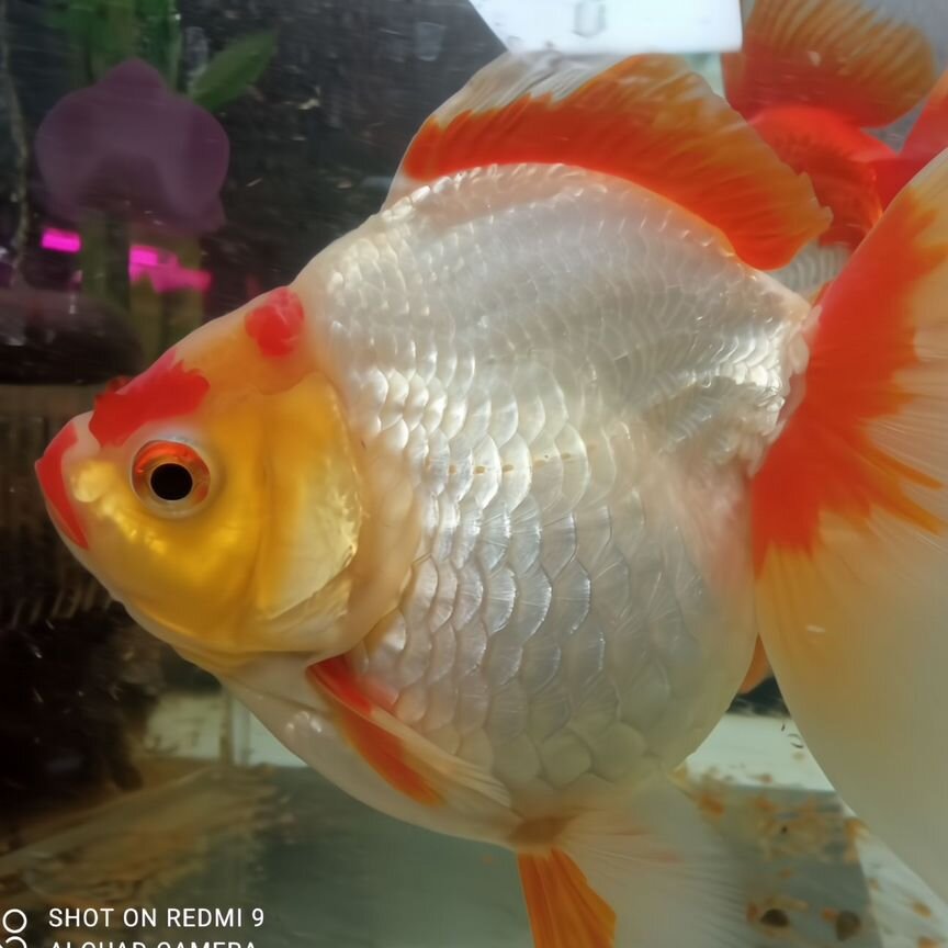 Аквариумные рыбки