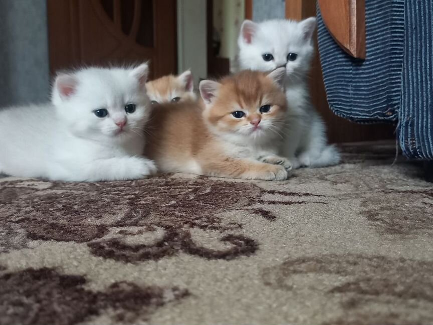 Британские котята золотая шиншилла