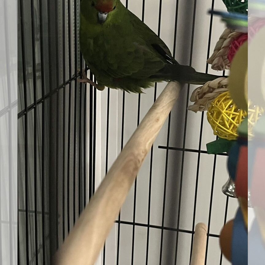 Попугай какарик