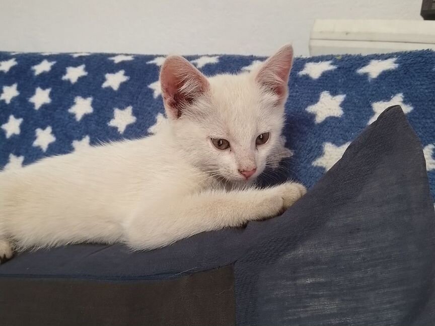 Котёнок с историей