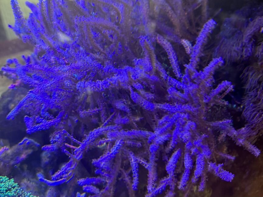 Морские кораллы Горгонария