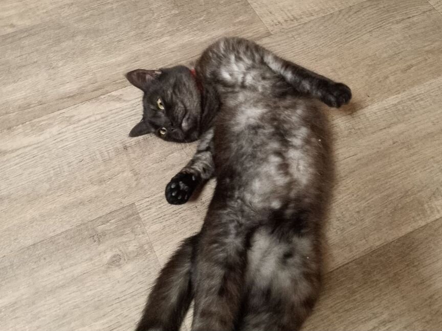 Кошка вязка бесплатно