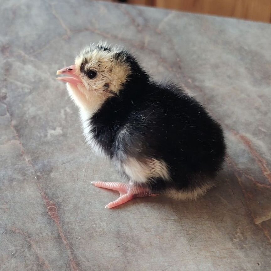 Домашние цыплята