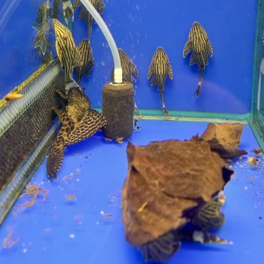 Сом панак L190