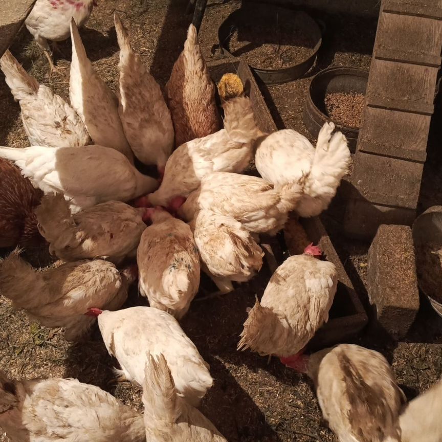 Птица. ',1'5 года