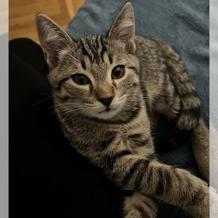 Котенок-компаньон