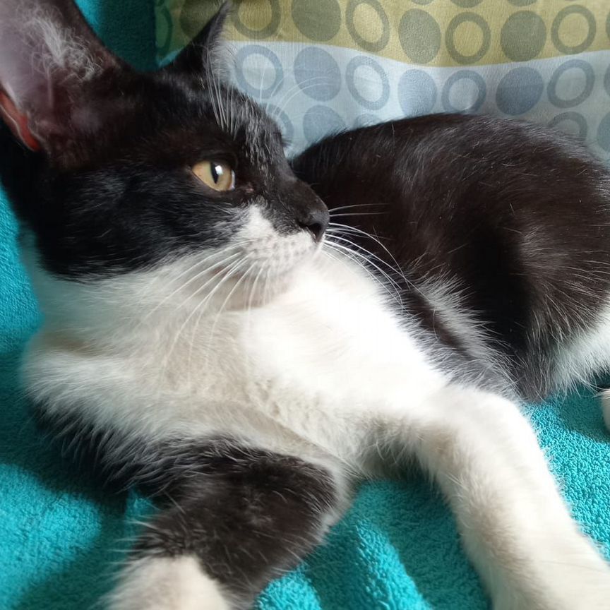 Котенок мальчик мурлыка красавчик