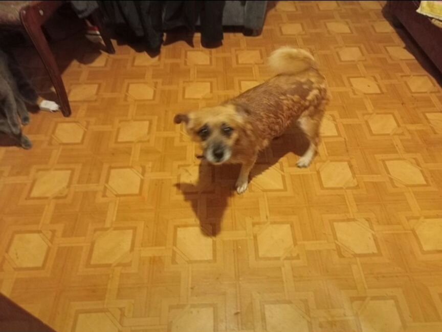 Песик мелкаш 5 лет ищет семью