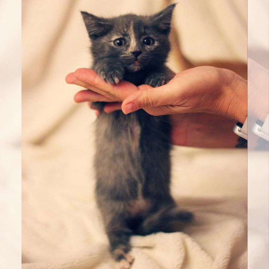 Котёнок в добрые руки
