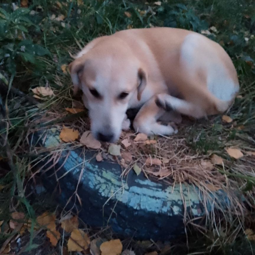 Собака в добрые руки отдам бесплатно
