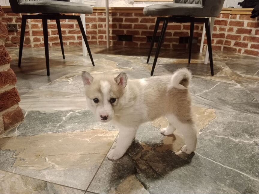 Щенки западно сибирской лайки