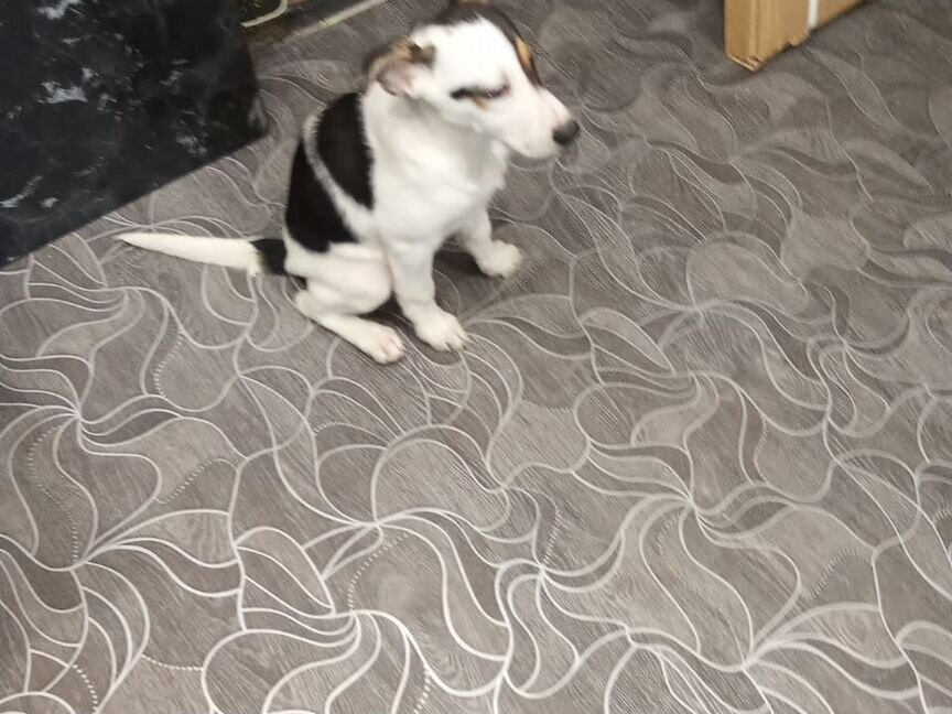 Потерялся щенок