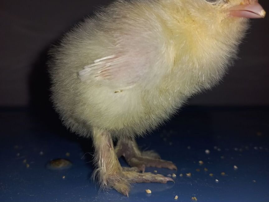 Цыплята турецкой султанки