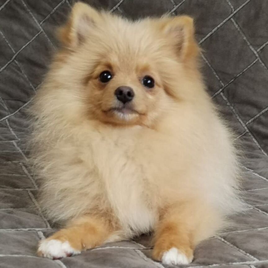 Немецкий шпиц, щенок