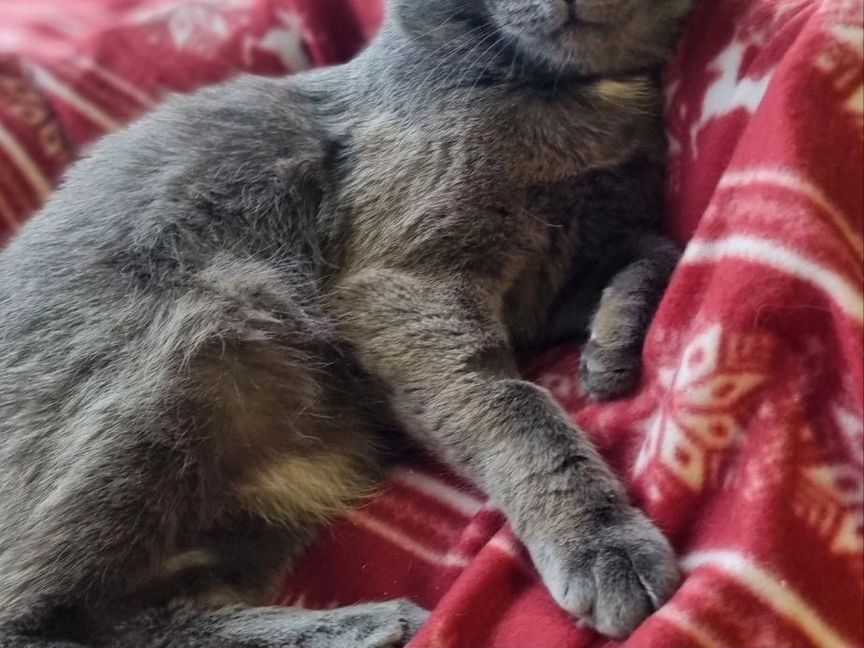 Настоящий русский Кот