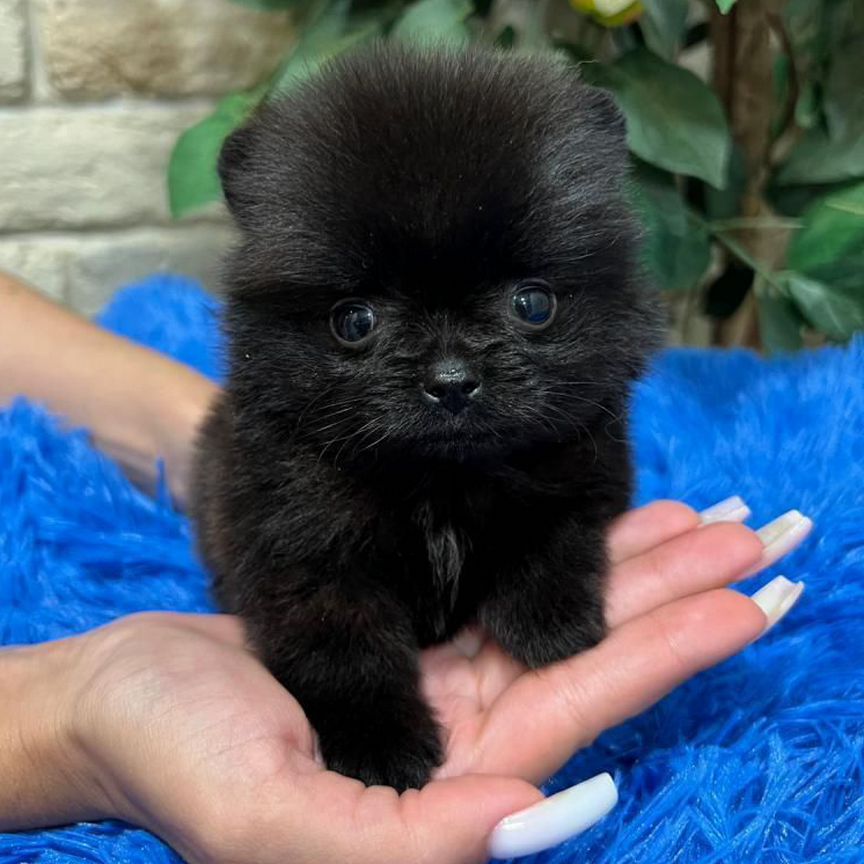 Померанский шпиц, щенок