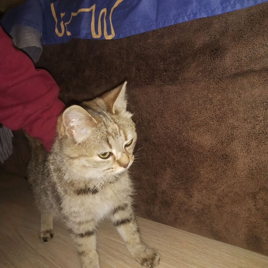 Котенок