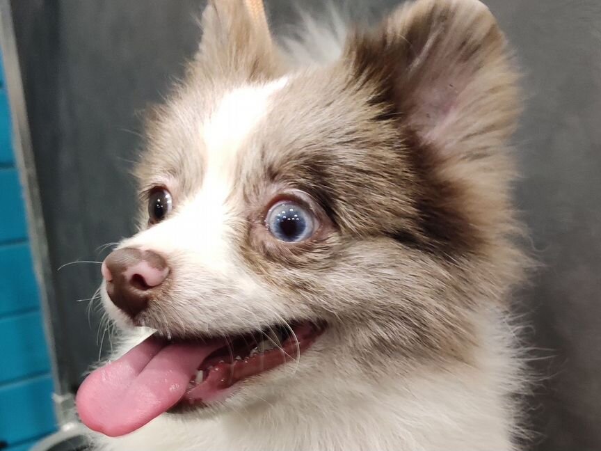 Немецкий малый шпиц