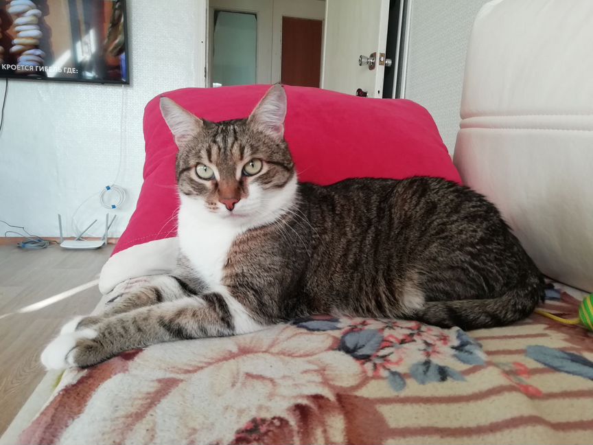 Кот в добрые руки