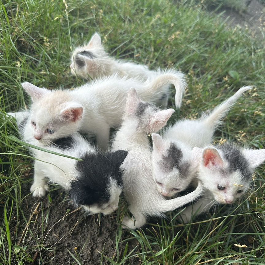 Котенок 6 штук