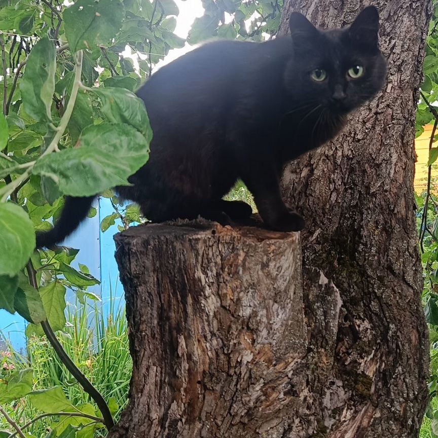 Кошечка в добрые руки
