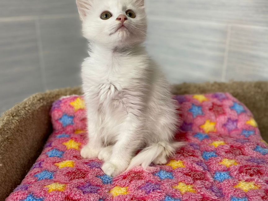 Котенок белая пушишечка