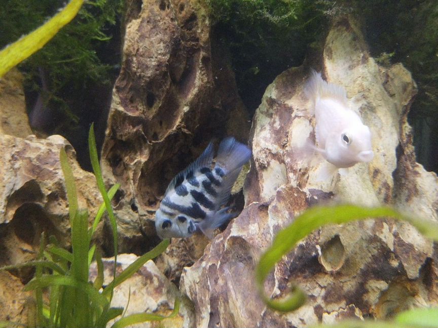 Рыба-попугай