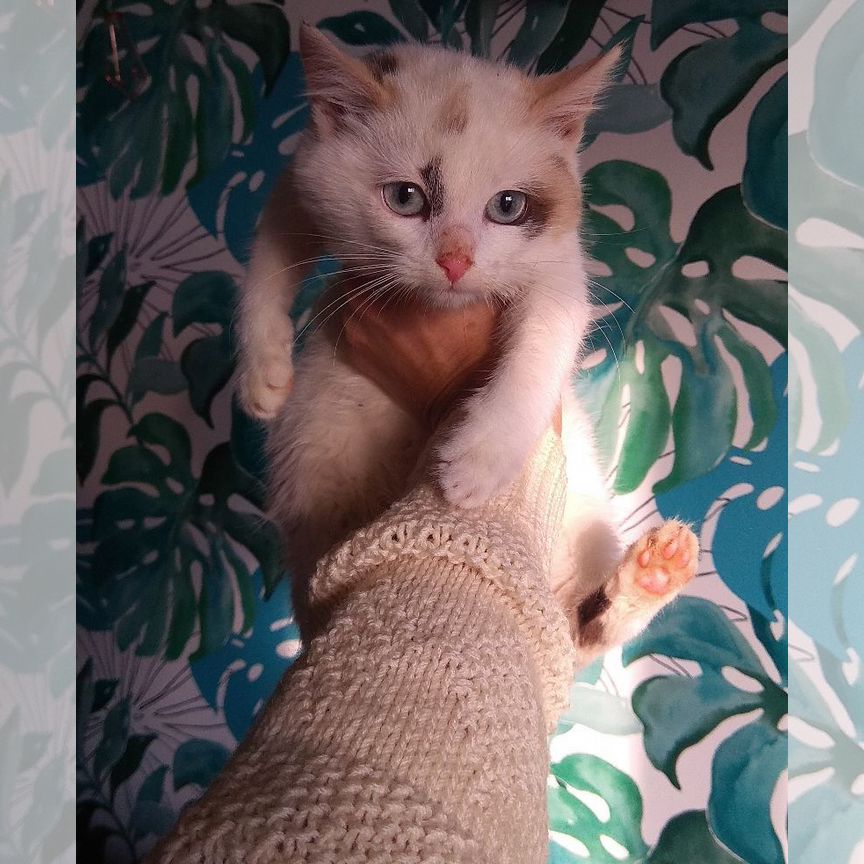 Котятки голубоглазые
