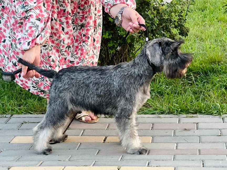 Цвергшнауцер