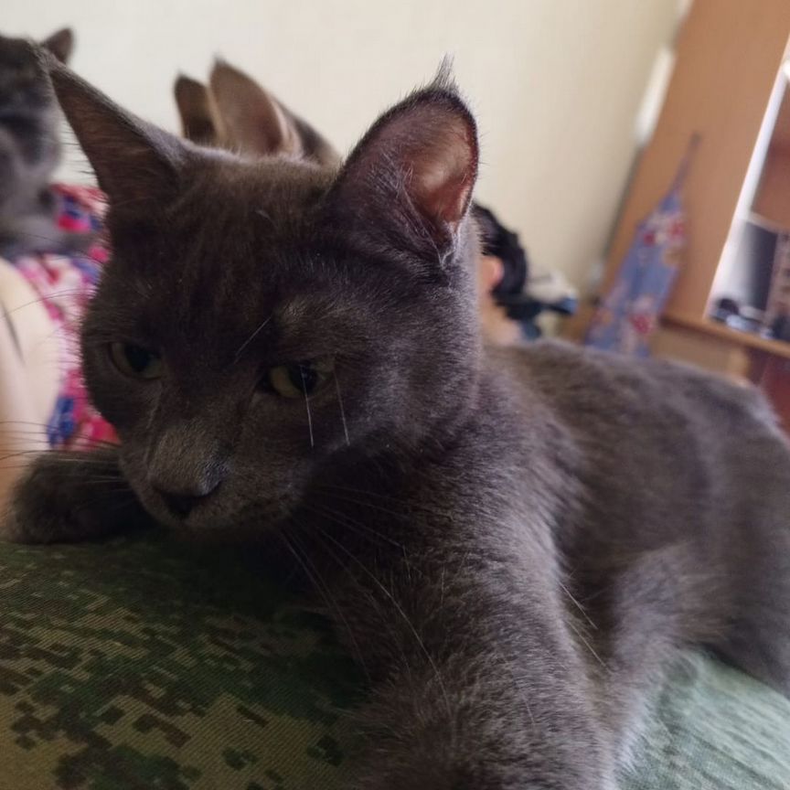 Взрослая кошка в добрые руки