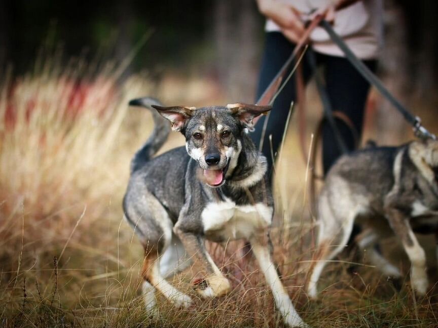 Мира ищет дом