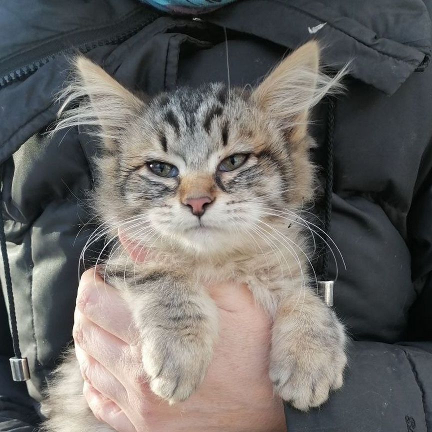 Кошечка "Черепашка" в дар